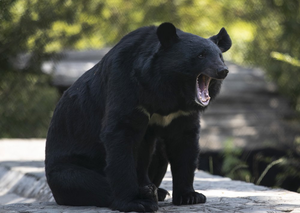 Himalayan Black Bears Plague Strife Filled Kashmir The Yeshiva World himalayan-black-bears-plague-strife-filled-kashmir-the-yeshiva-world